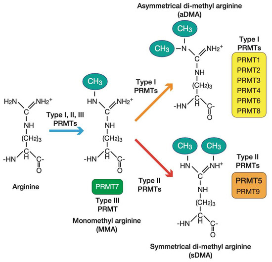 The Role of PRMT5 in Immuno-Oncology