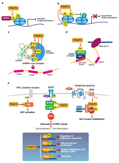The Role of PRMT5 in Immuno-Oncology