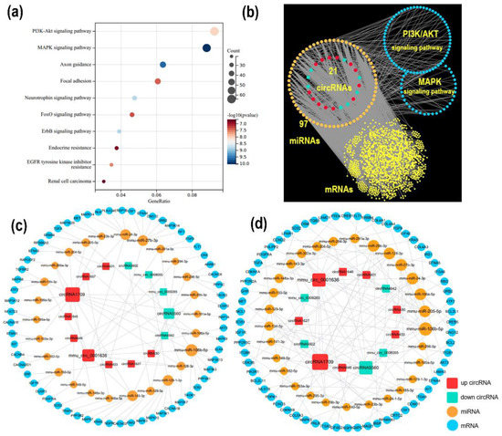 Identification of Circular RNA Profiles in the Liver of Diet-Induced ...