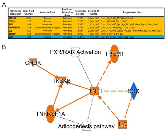 Hereditary Tyrosinemia Type 1 Mice under Continuous Nitisinone ...