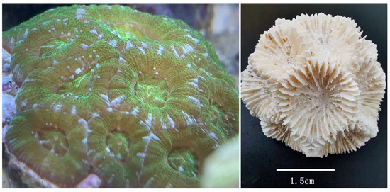 The Complete Mitochondrial Genome of Homophyllia bowerbanki ...