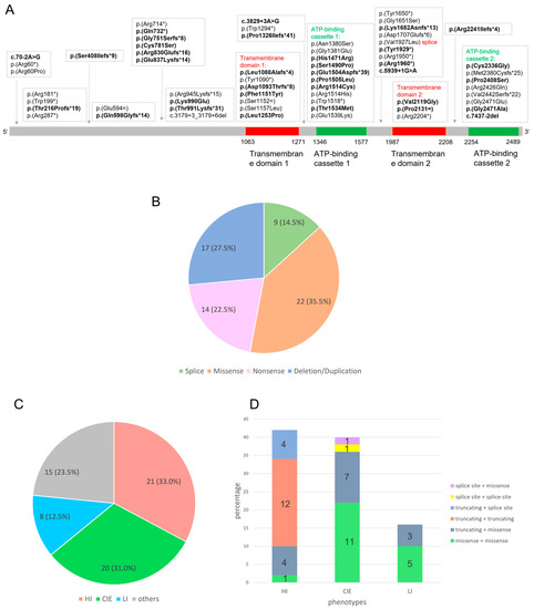 Mutational Spectrum of the ABCA12 Gene and Genotype–Phenotype ...