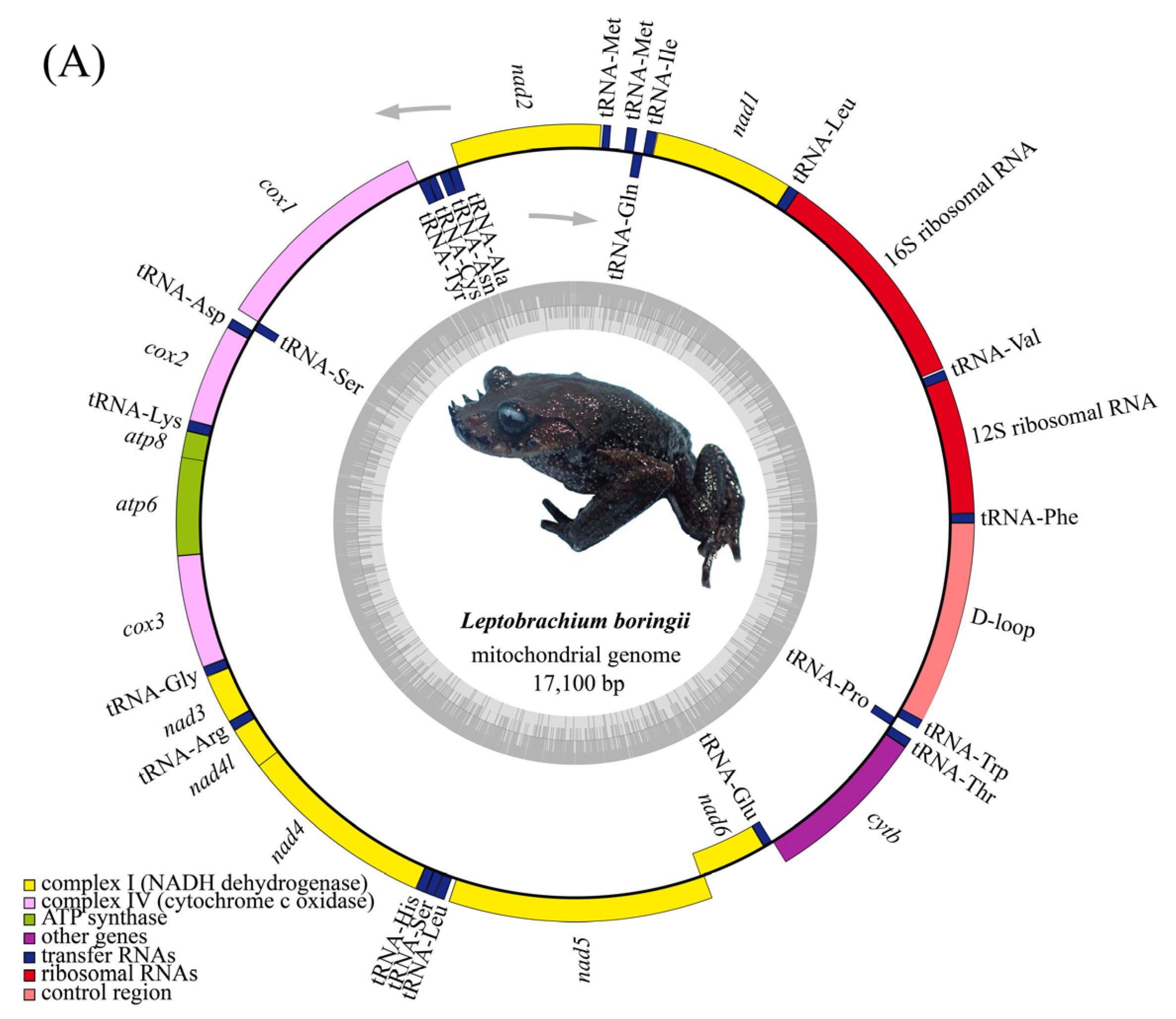 Two Complete Mitochondrial Genomes of Leptobrachium (Anura ...
