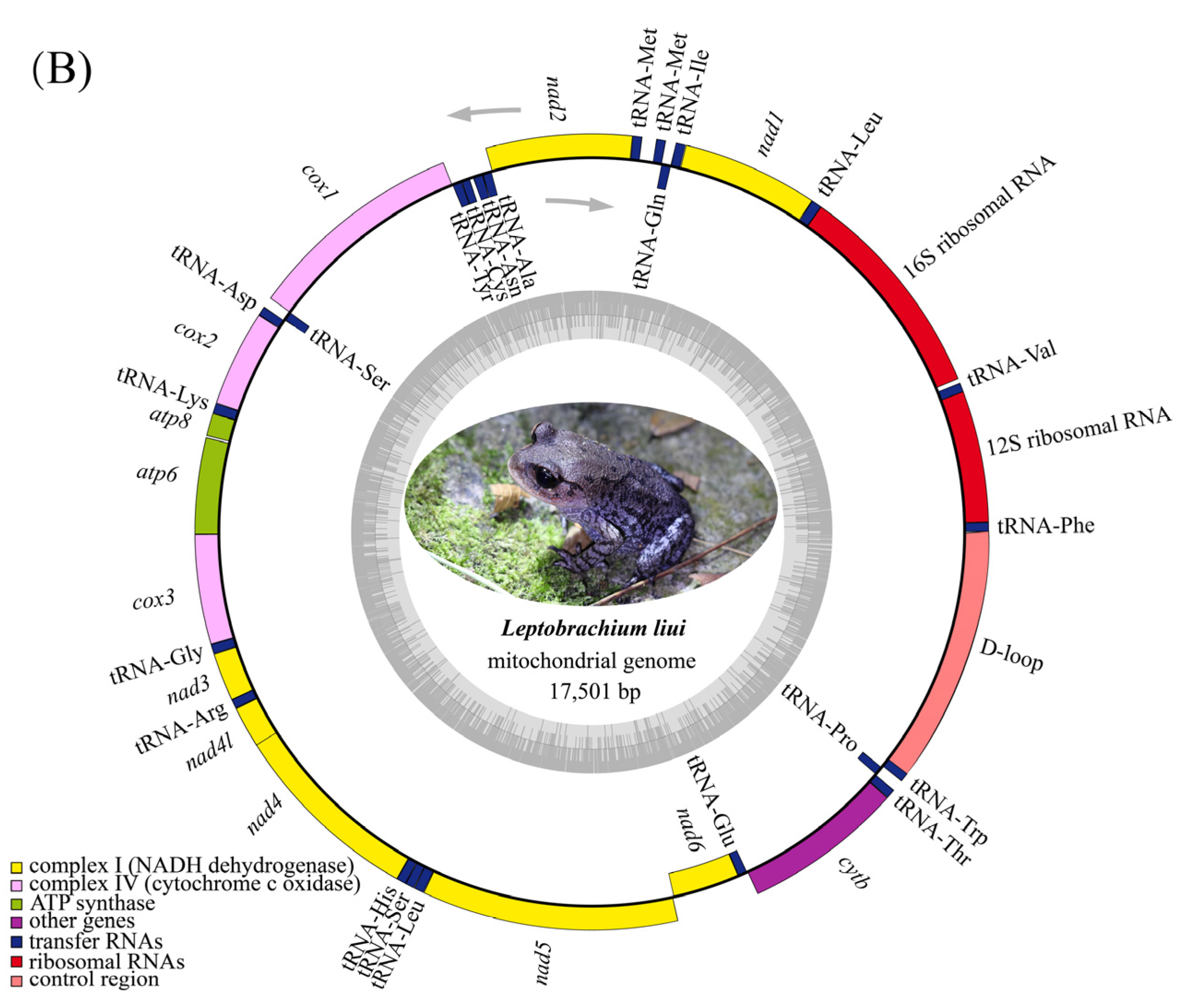 Two Complete Mitochondrial Genomes of Leptobrachium (Anura ...