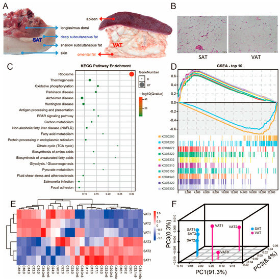 tsRNA Landscape and Potential Function Network in Subcutaneous and ...
