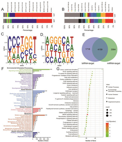 tsRNA Landscape and Potential Function Network in Subcutaneous and ...