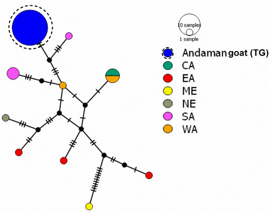 Peeping into Mitochondrial Diversity of Andaman Goats: Unveils ...