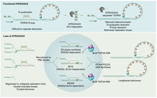 ATRX/DAXX: Guarding the Genome against the Hazards of ALT