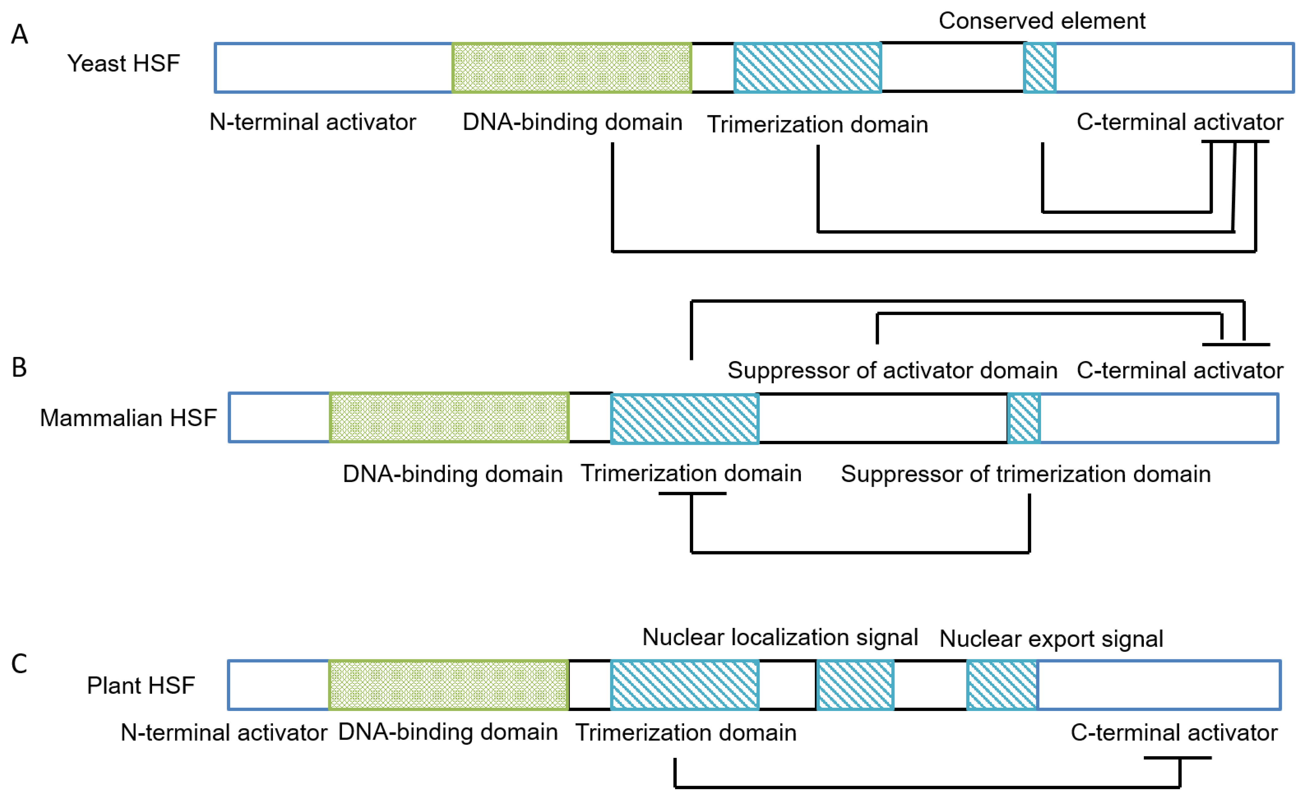 Genes | Free Full-Text | Mode of Action of Heat Shock Protein (HSP ...