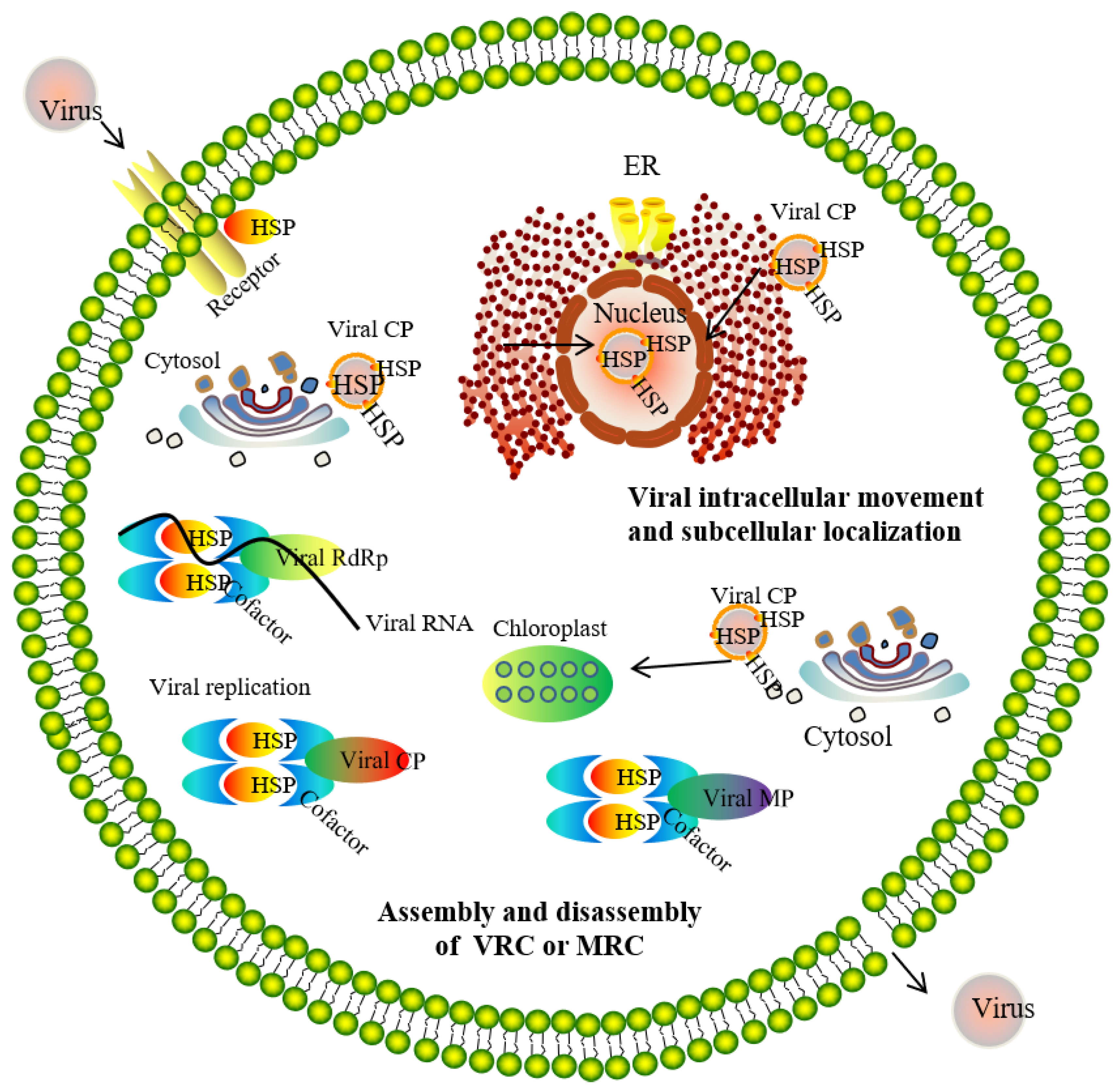Mode of Action of Heat Shock Protein (HSP) Inhibitors against Viruses through Host HSP and Virus ...
