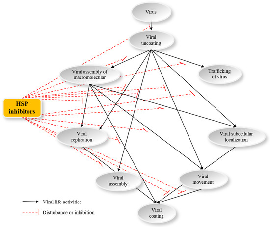 Mode of Action of Heat Shock Protein (HSP) Inhibitors against Viruses ...