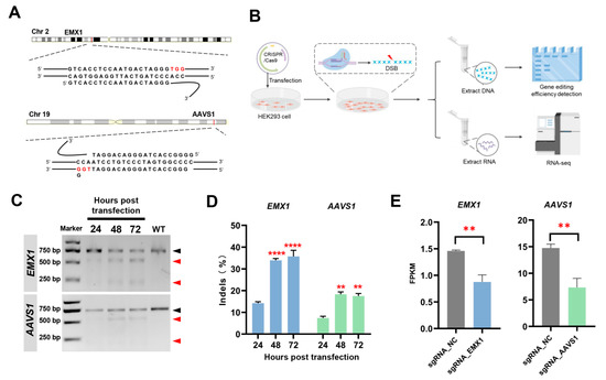 CRISPR/Cas9 Gene Editing System Can Alter Gene Expression and Induce ...