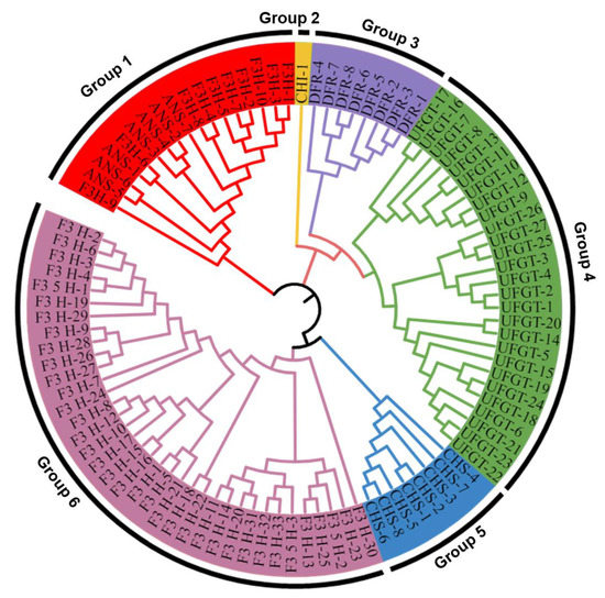 Genome–Transcriptome Transition Approaches to Characterize Anthocyanin ...