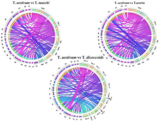 Genome–Transcriptome Transition Approaches to Characterize Anthocyanin ...