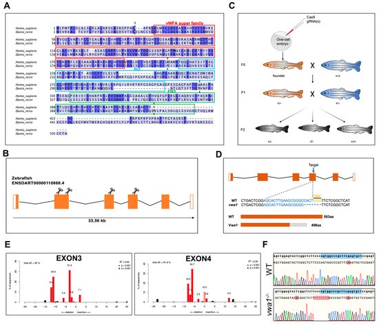 Genes | Free Full-Text | vwa1 Knockout in Zebrafish Causes Abnormal ...