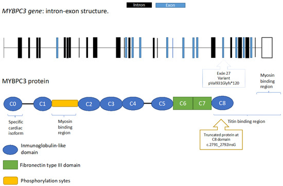 Description of a Cohort with a New Truncating MYBPC3 Variant for ...