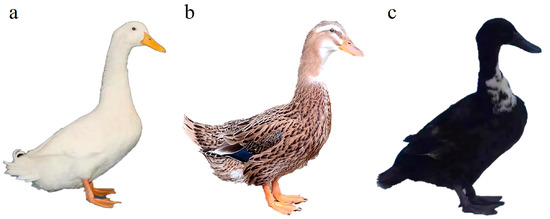 Genome-Wide Association Study Reveals the Genetic Basis of Duck Plumage ...