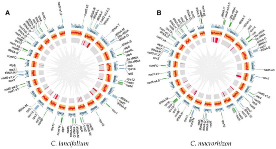 The Evolution of Mitochondrial Genomes between Two Cymbidium Sister ...