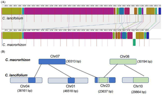 The Evolution of Mitochondrial Genomes between Two Cymbidium Sister ...