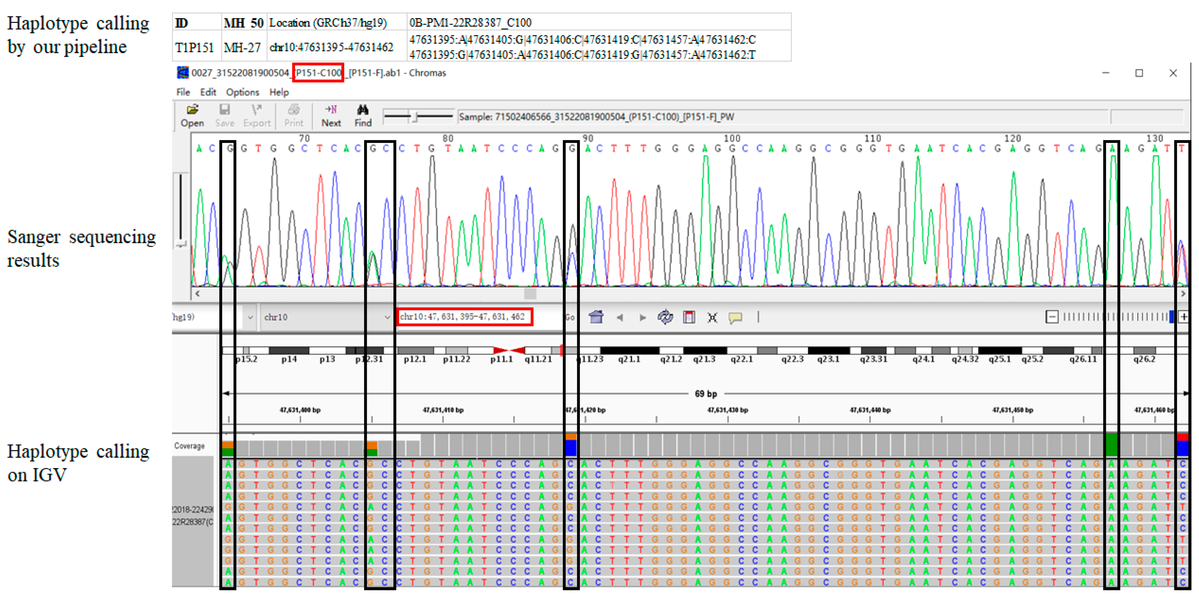 An MPS-Based 50plex Microhaplotype Assay for Forensic DNA Analysis