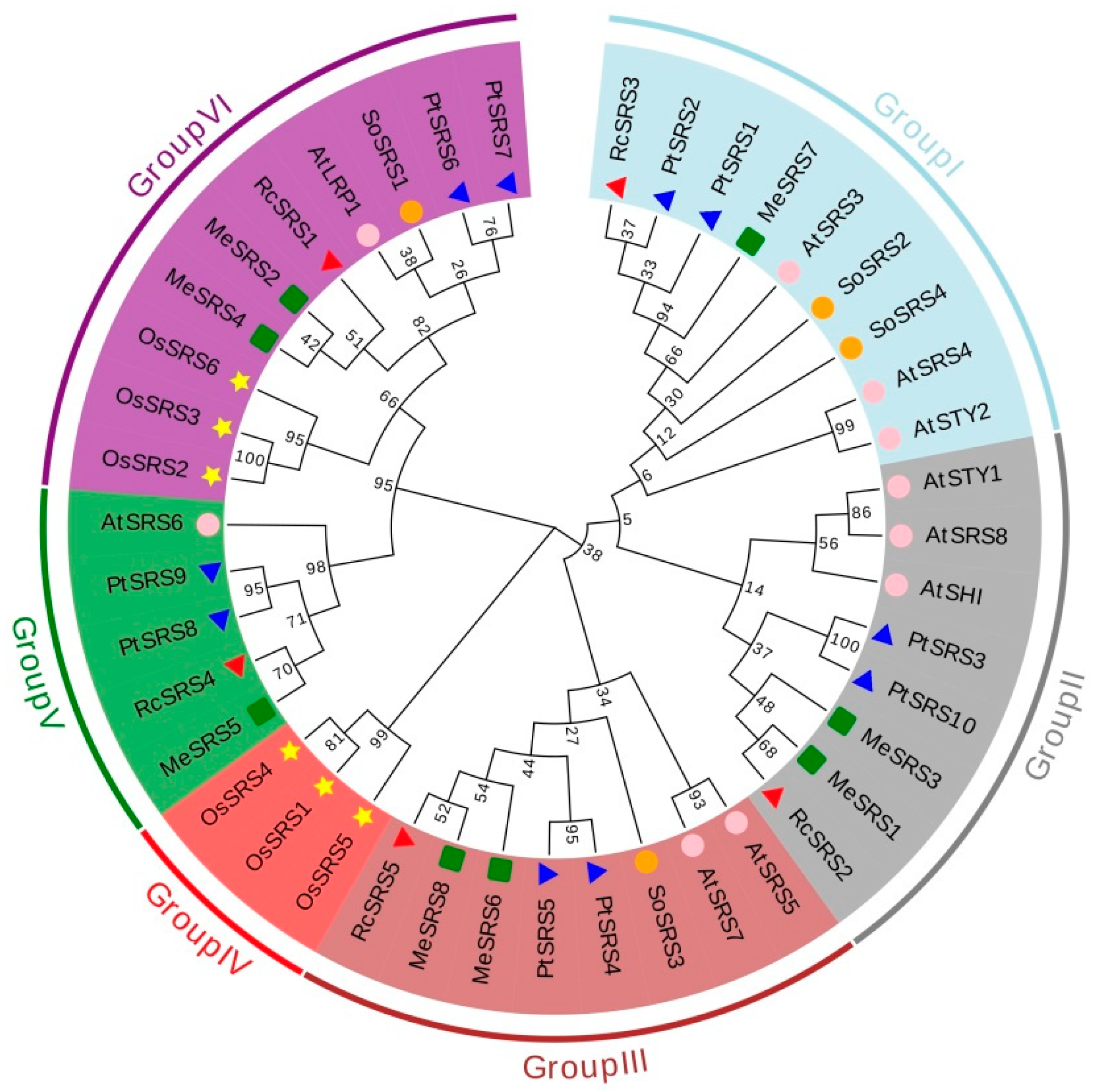 Genome-Wide Identification and Expression Analysis of the SHI-Related ...