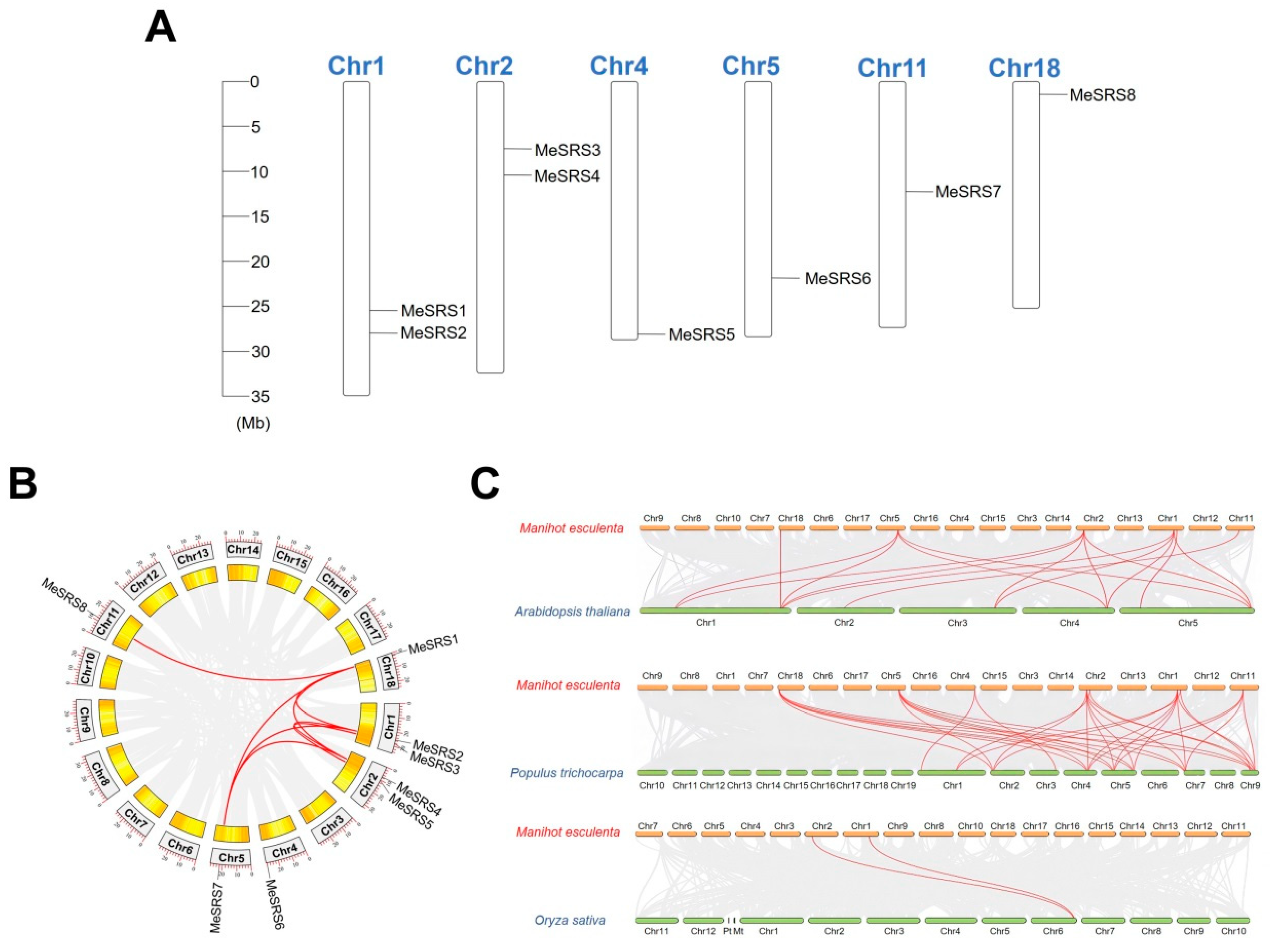 Genome-Wide Identification and Expression Analysis of the SHI-Related ...