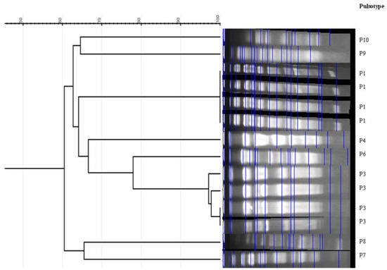 Occurrence of High-Risk Clonal Lineages ST58, ST69, ST224, and ST410 ...