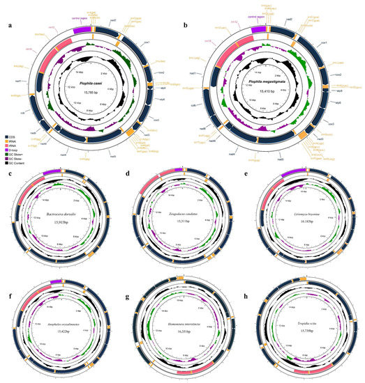 Complete Mitochondrial Genome of Piophila casei (Diptera: Piophilidae ...