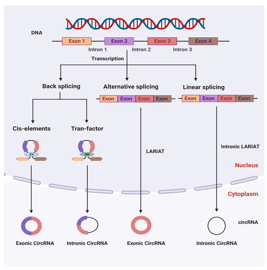 Genes | Free Full-Text | The Potential Biological Roles of Circular ...