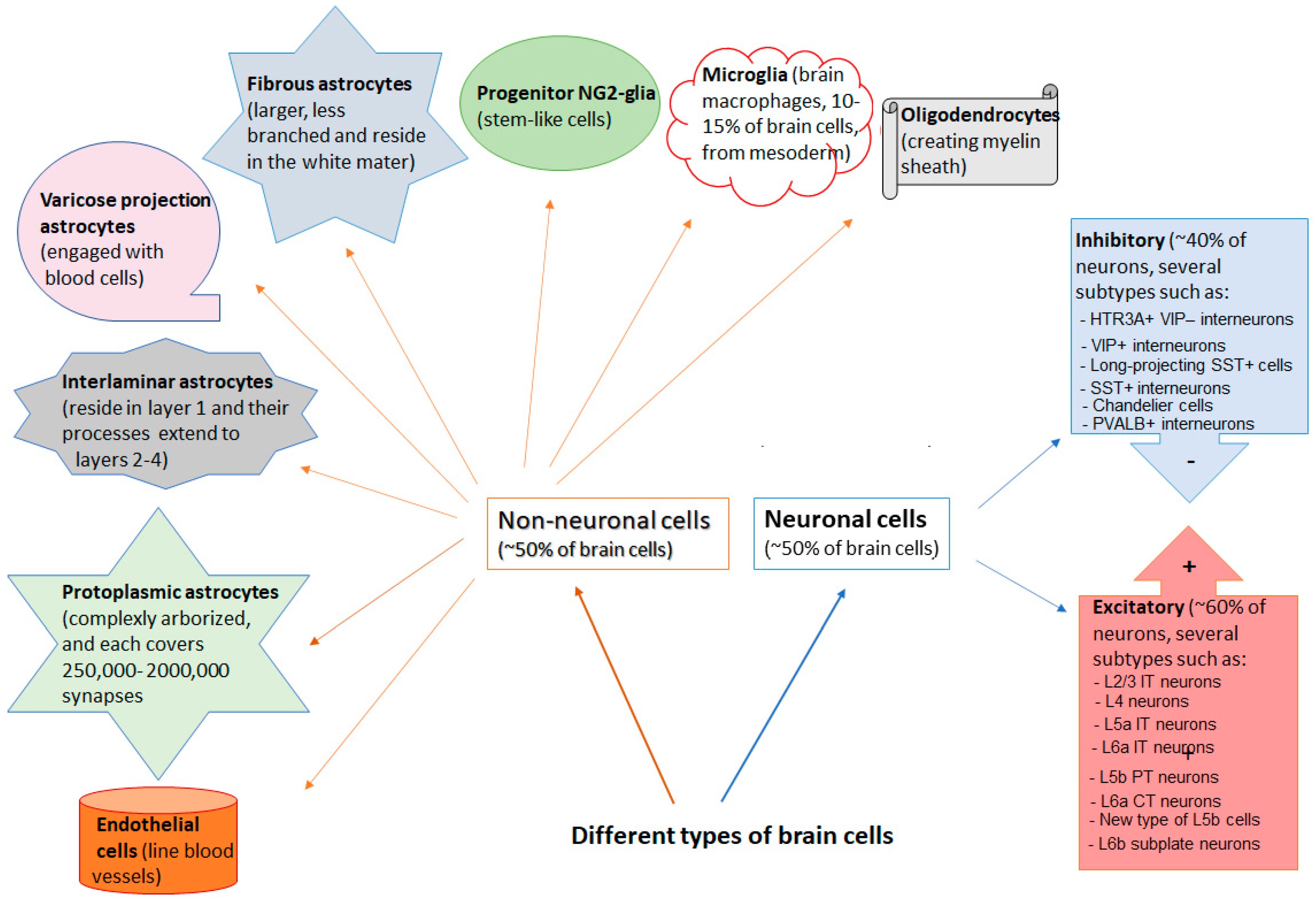 Epigenetic Alterations of Brain Non-Neuronal Cells in Major Mental Diseases