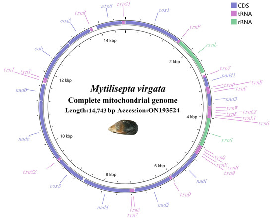 The Complete Mitochondrial Genome of Mytilisepta virgata (Mollusca ...