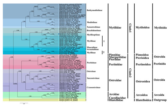 The Complete Mitochondrial Genome of Mytilisepta virgata (Mollusca ...