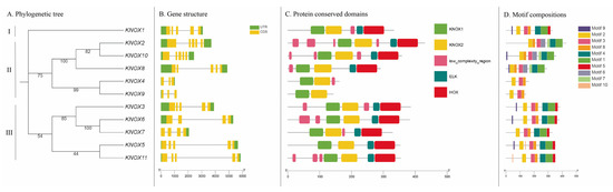 Genome-Wide Identification of the KNOX Gene Family in Japanese Apricot ...