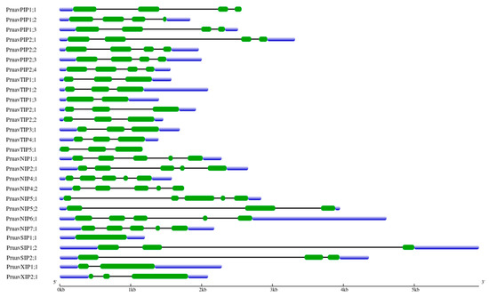Genome-Wide Identification and Gene Expression Analysis of Sweet Cherry ...