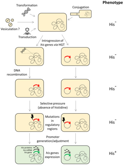 The Operon as a Conundrum of Gene Dynamics and Biochemical Constraints ...