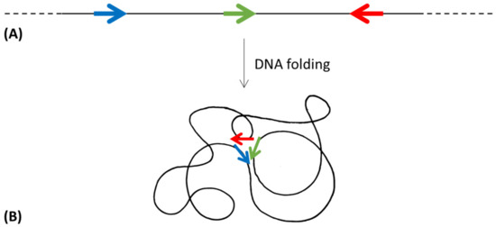 The Operon as a Conundrum of Gene Dynamics and Biochemical Constraints ...