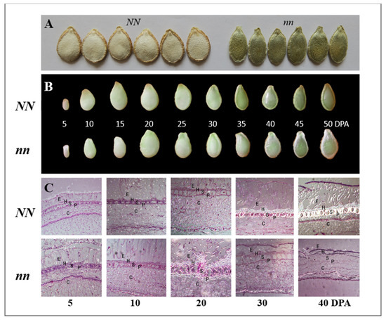 Alternative Splicing of NAC Transcription Factor Gene CmNST1 Is ...