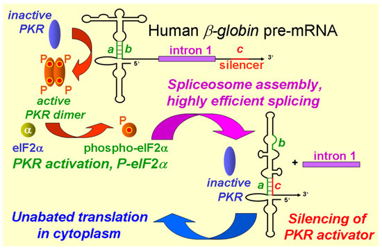 Positive Regulation of Splicing of Cellular and Viral mRNA by ...