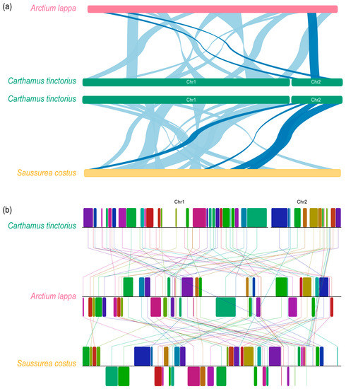 Complete Mitogenome and Phylogenetic Analysis of the Carthamus ...