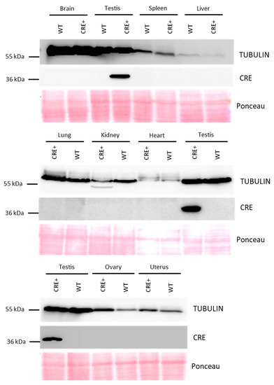 Generation and Characterization of a Transgenic Mouse That Specifically ...