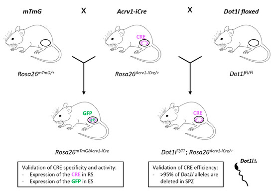 Generation and Characterization of a Transgenic Mouse That Specifically ...