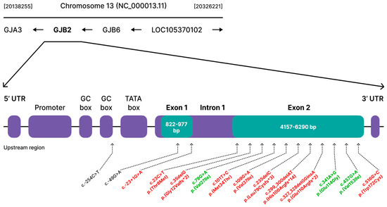Genes | Free Full-Text | The GJB2 (Cx26) Gene Variants in Patients with ...