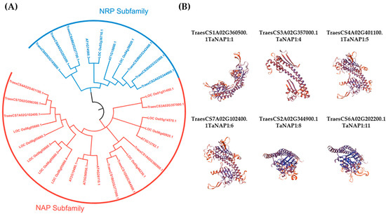 Genome-Wide Identification and Functional Analysis of NAP1 in Triticum ...