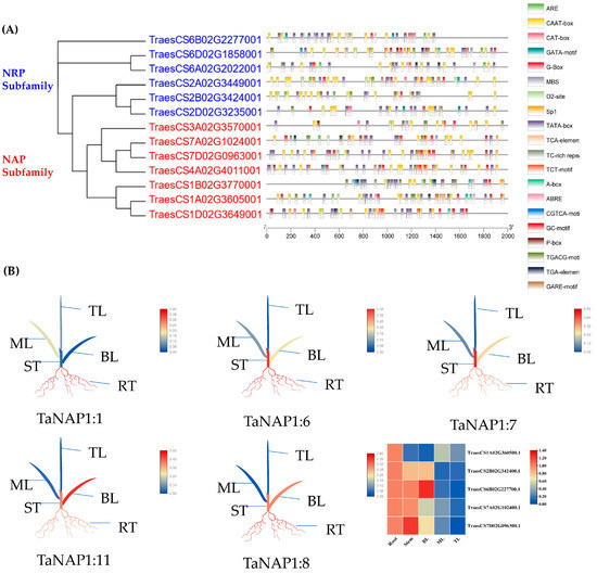 Genome-Wide Identification and Functional Analysis of NAP1 in Triticum ...