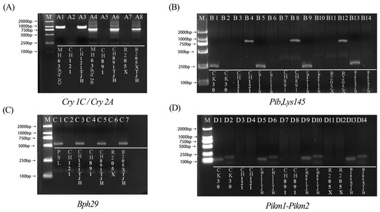 Stacking Multiple Genes Improves Resistance to Chilo suppressalis ...