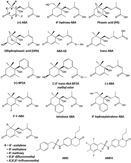 Persistence of Abscisic Acid Analogs in Plants: Chemical Control of ...