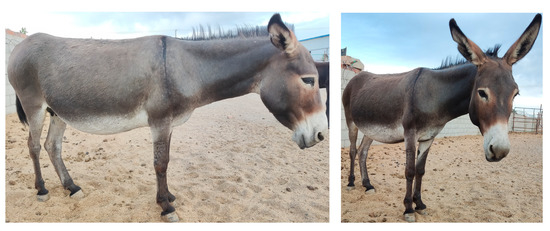 A Genome-Wide Association Study of the Chest Circumference Trait in ...