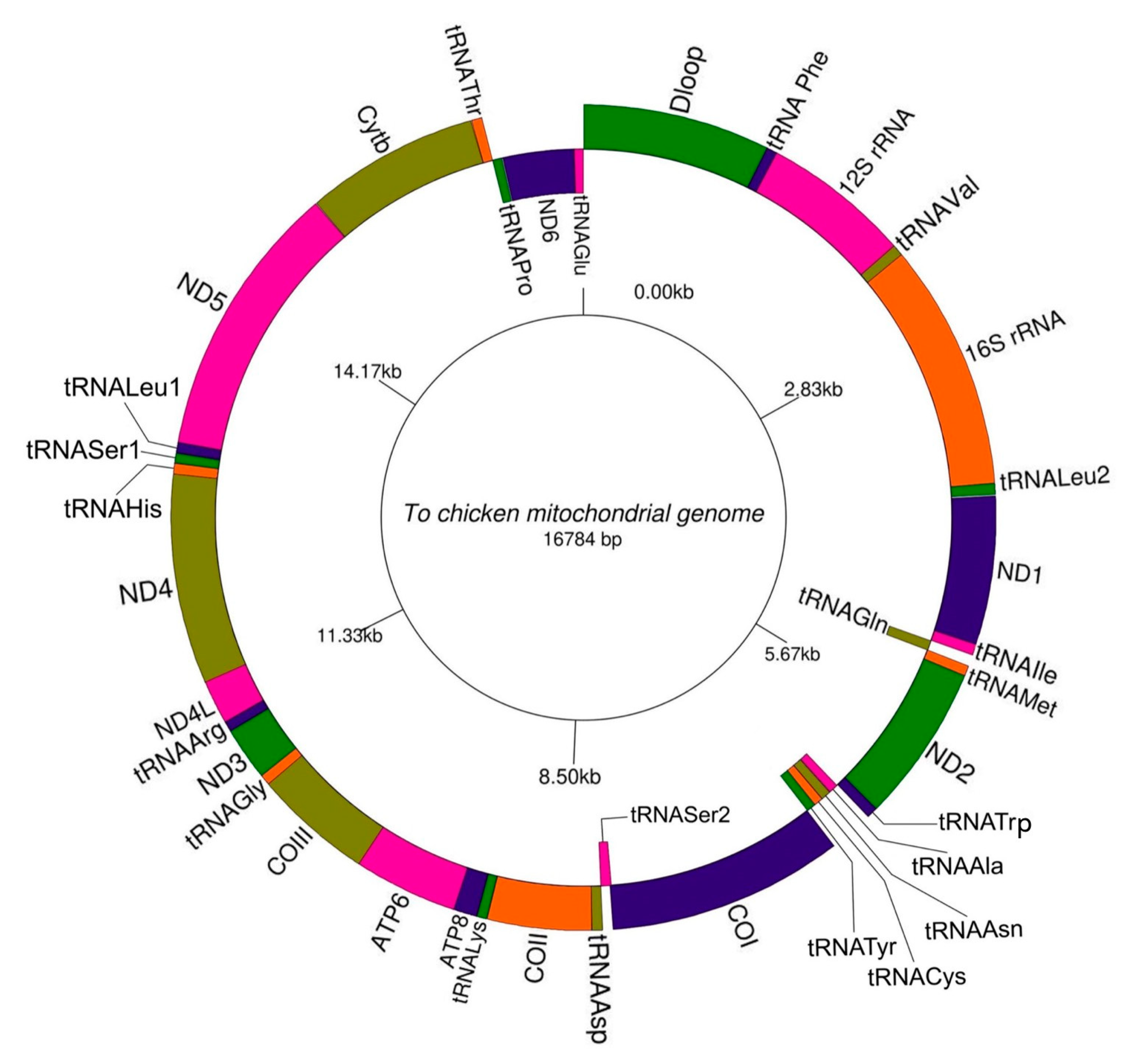 The Complete Mitochondrial Genome and Phylogenetic Analyses of To ...