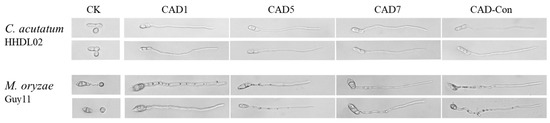 Appressoria Formation in Phytopathogenic Fungi Suppressed by ...