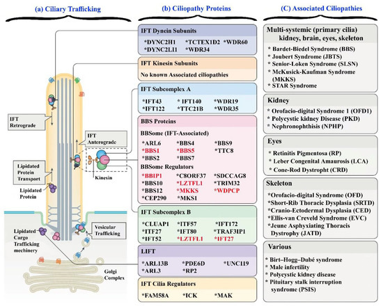 Biallelic Variants in Seven Different Genes Associated with Clinically ...
